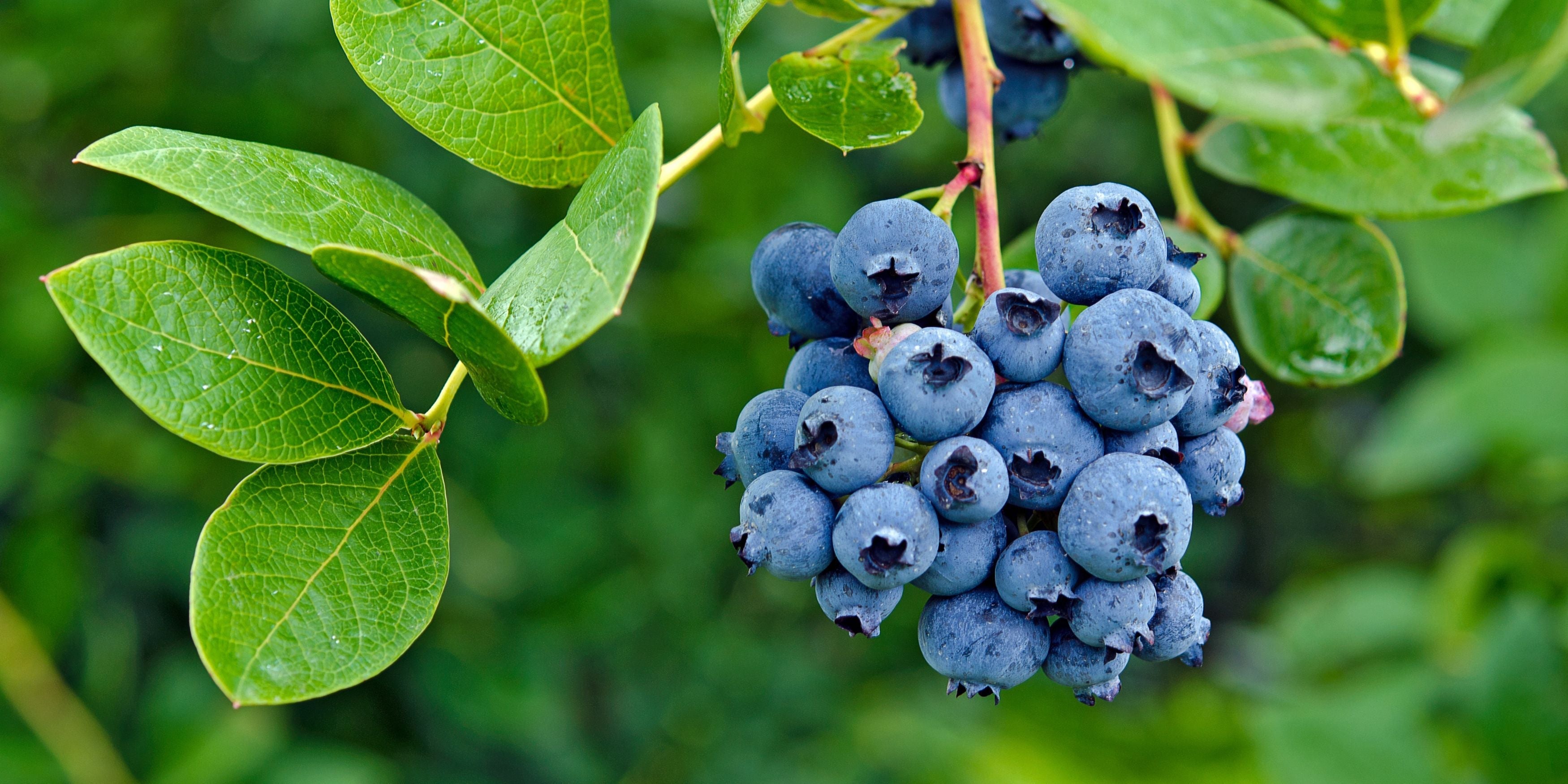 Blueberry pH Secrets: Get Sweet, Juicy Harvests – Yieryi Meter