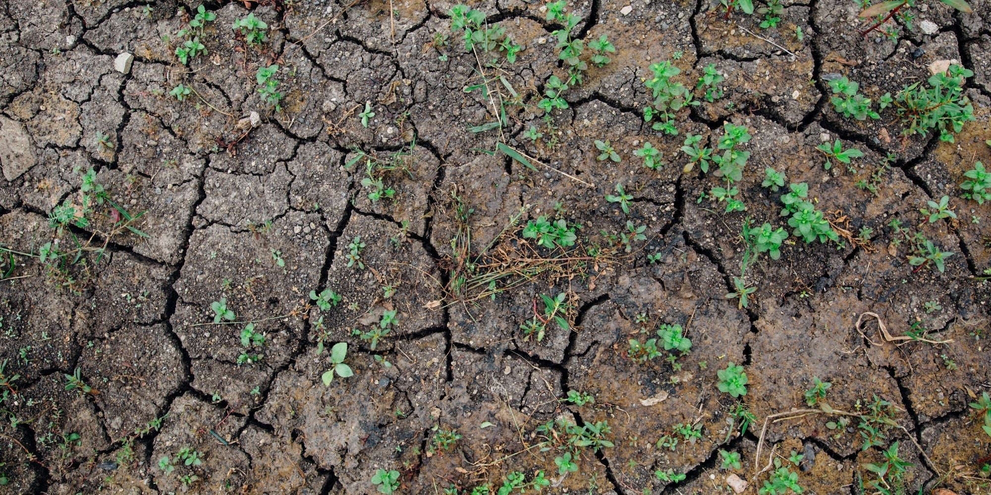 Clay Soil Fix: Transform Your Hard Garden Beds – Yieryi Meter